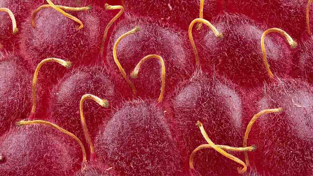 Guess The Object Everyday Objects In Macro Home Science 0799