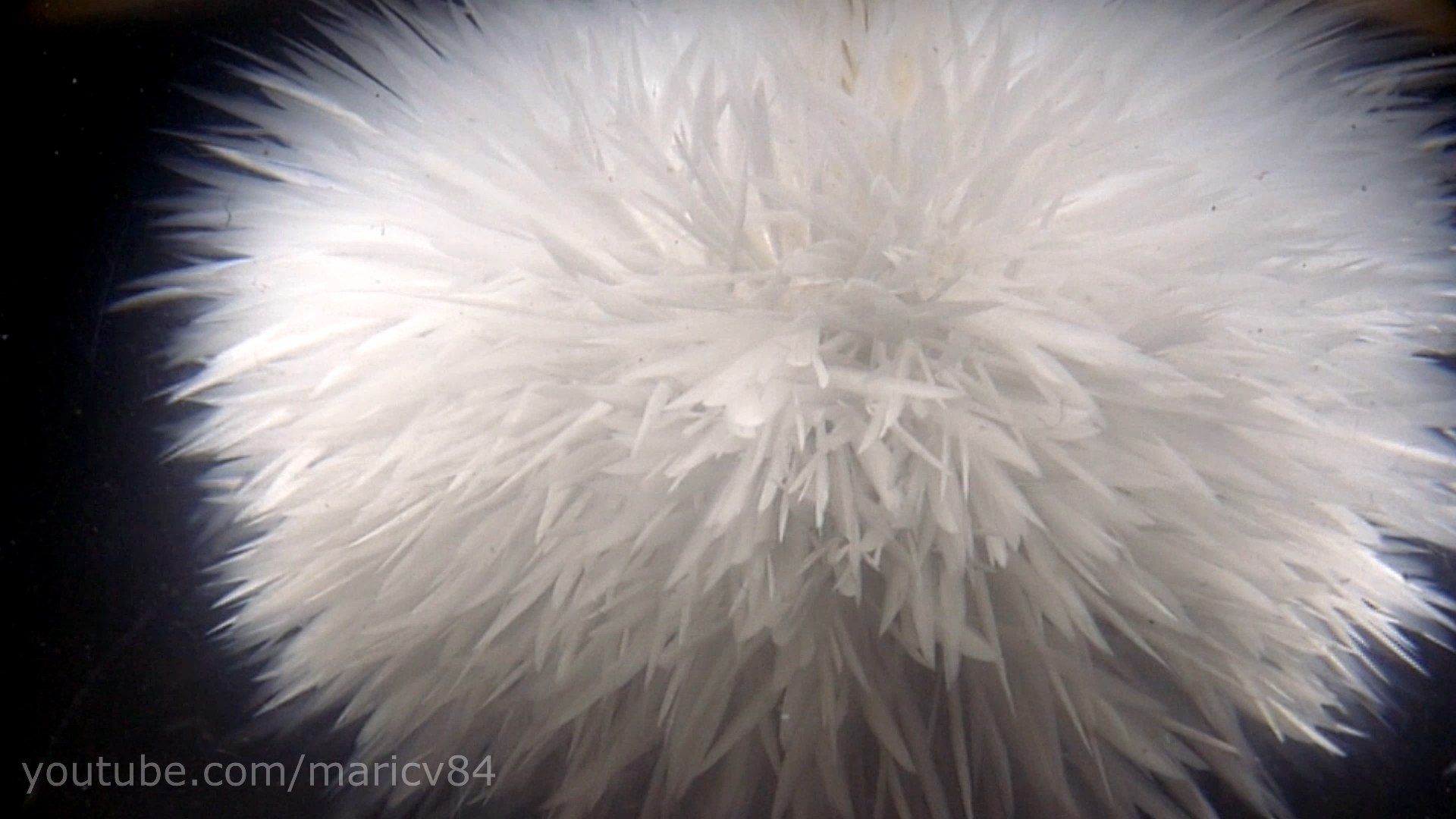 How to make Hot Ice at home – Amazing Science Experiment | Home Science